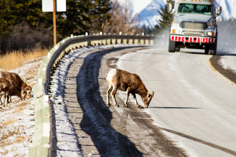 Safeguarding the Road: Tips to Avoid Wildlife Collisions in Fall ...